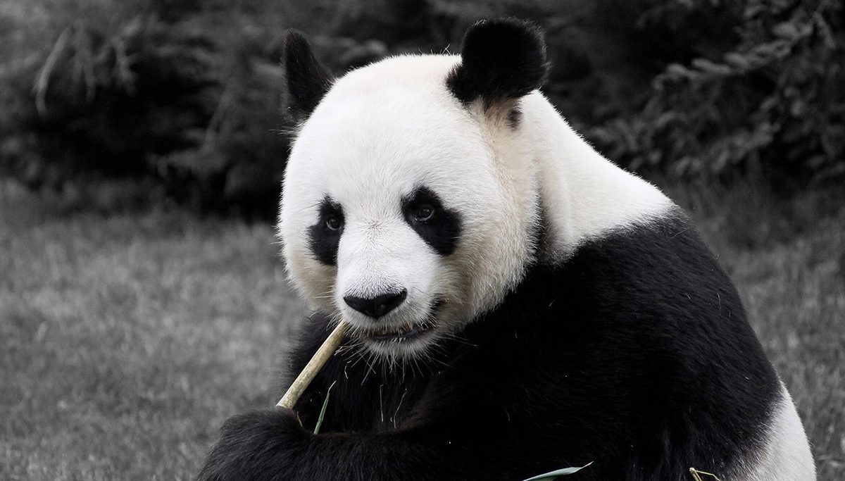 Frequently Asked Questions (FAQ) | Panda Studios